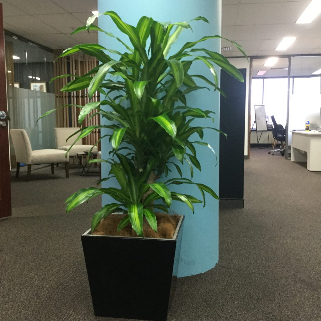 Happy Plant - Bretts Plants