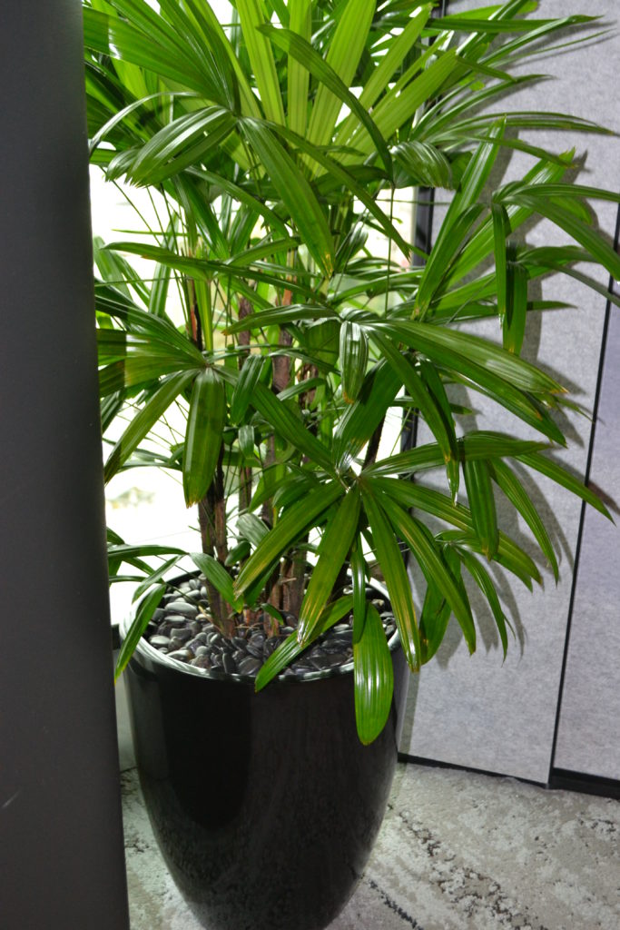 Lady Palm - Bretts Plants