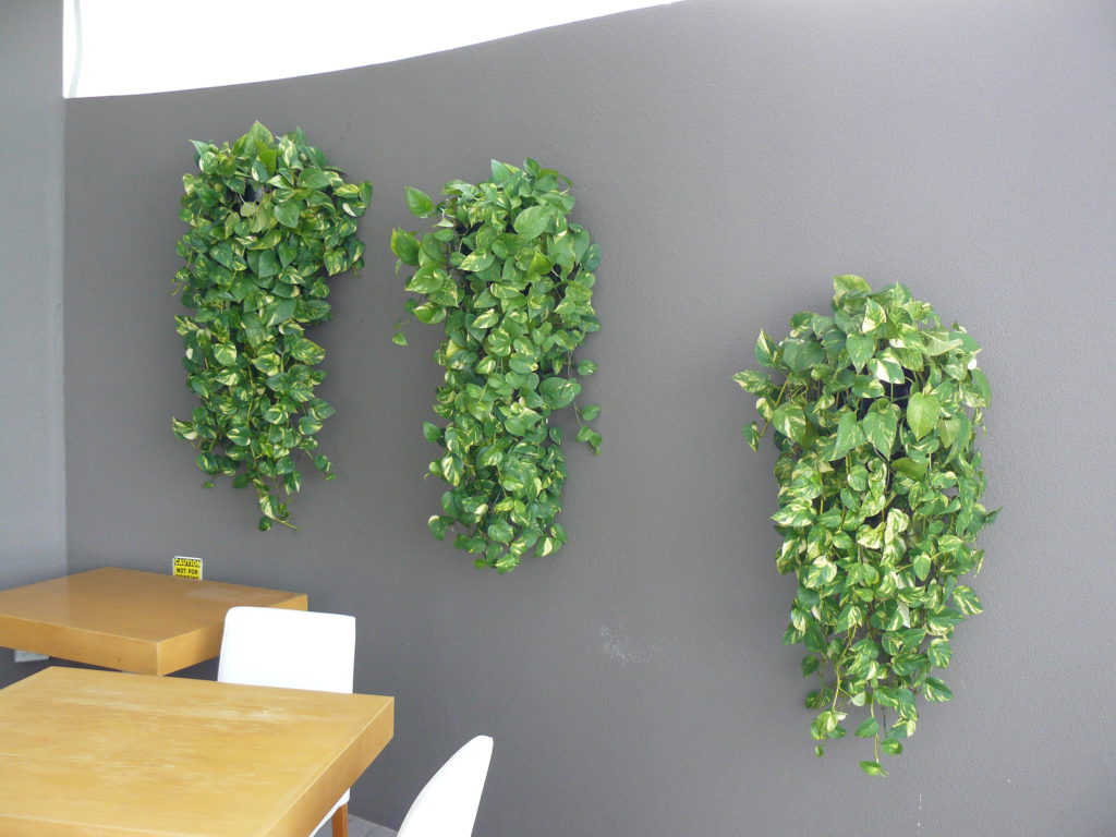 Pothos, Devils Ivy - Bretts Plants