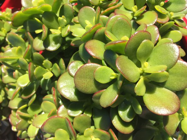 Jade Plant - Bretts Plants