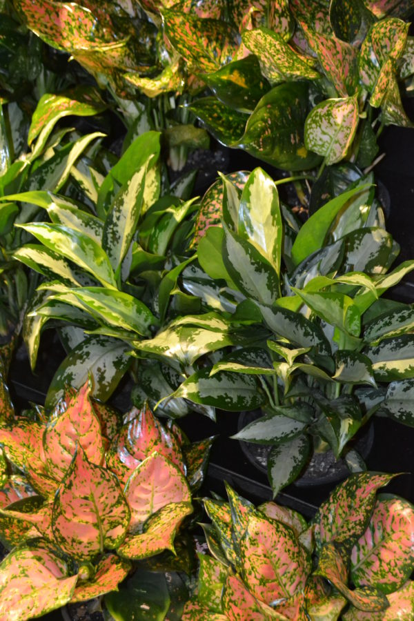 High Light Plants Archives - Bretts Plants