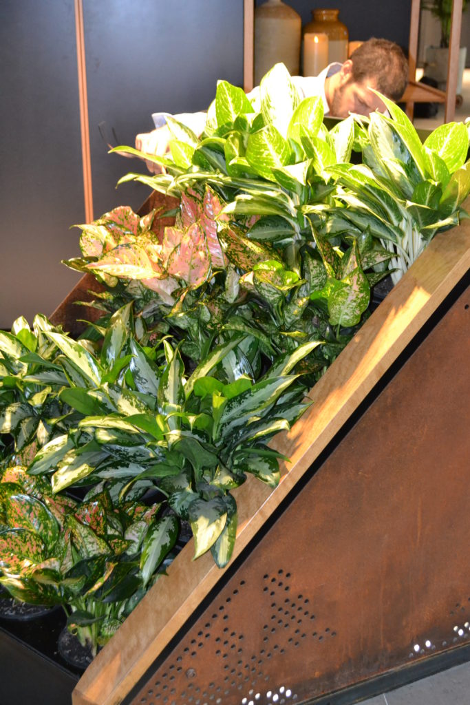 High Light Plants Archives - Bretts Plants