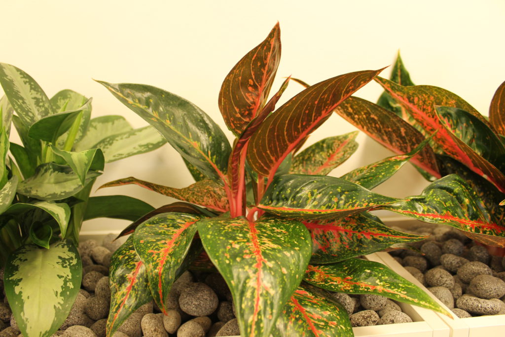 High Light Plants Archives - Bretts Plants