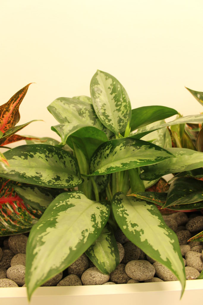 High Light Plants Archives - Bretts Plants