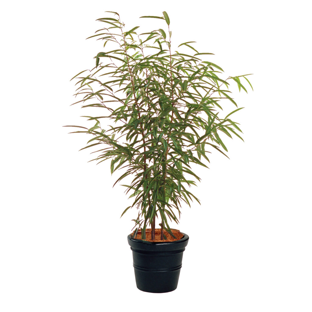 Ficus Sabre STHire - Bretts Plants