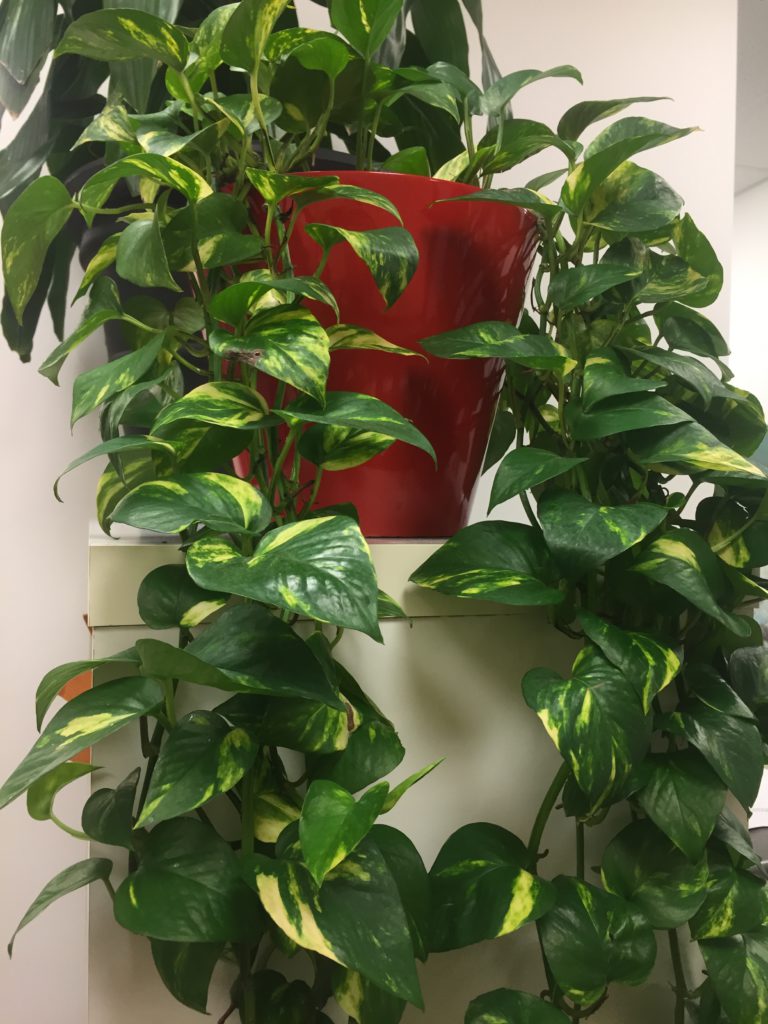 Pothos, Devils Ivy - Bretts Plants