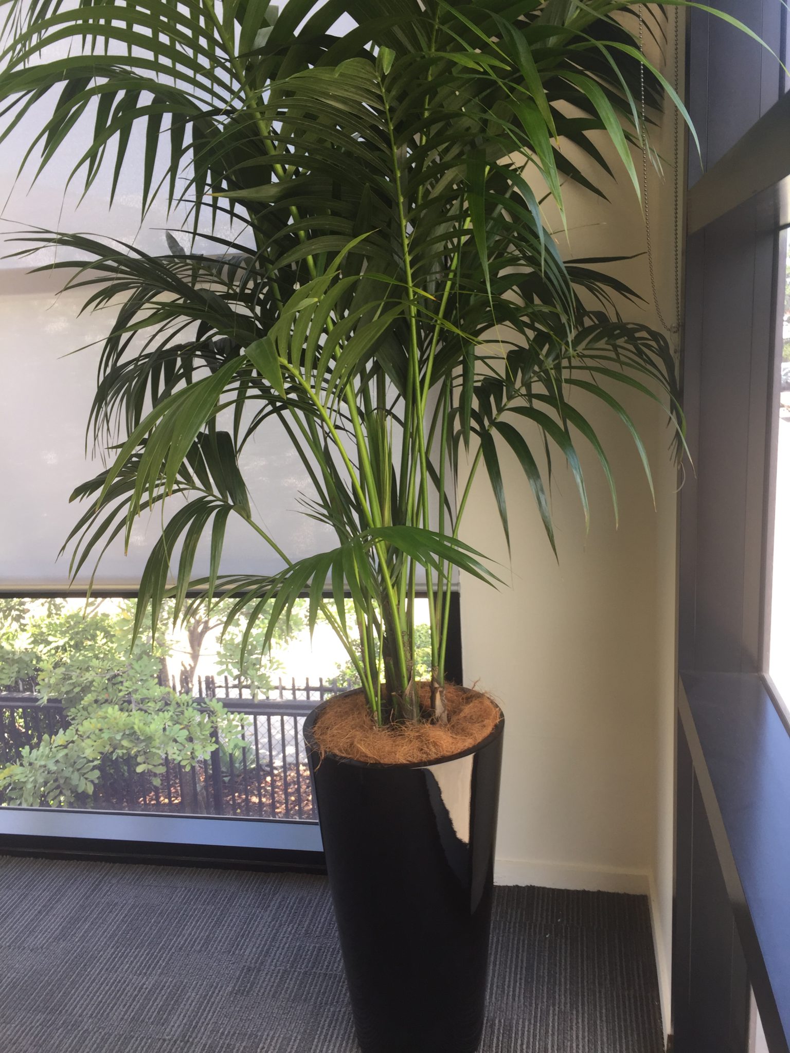 Kentia Palm Bretts Plants Kentia Palm Bretts Plants